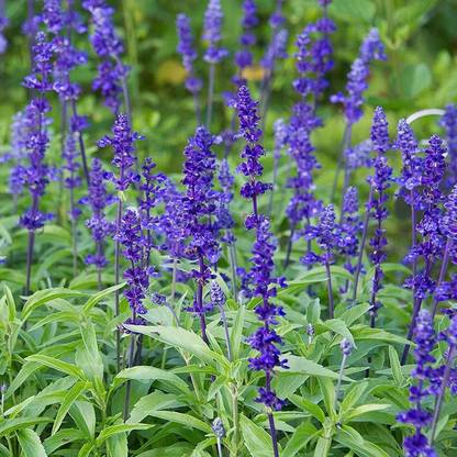 VibeX VVI-55 - Sage Sapphire Blue Salvia farinacea - (450 Seeds) Seed ...