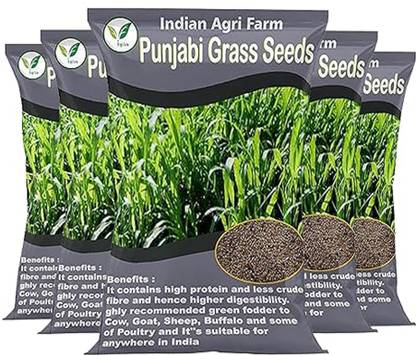 IAgriFarm Punjabi Grass Seed - 5 Kg - Multicut Grass Seed / Fodder Grass for Cattle Seed Price ...