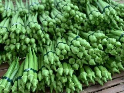 Chalisa Agencies Lady Finger, Okra, Bhindi Seed Price in India - Buy ...