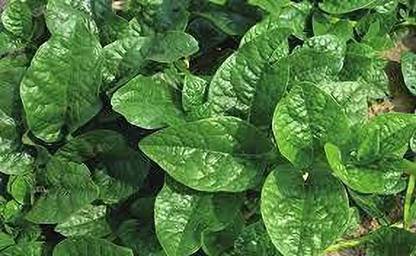 Aywal Bathua Saag Organic F1 Hybrid Seed Price in India - Buy Aywal ...