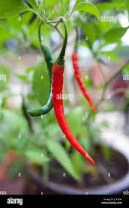 greenfarm XZSI- Organic Chilli seeds / Mirchi Seeds , 450 X Seeds per ...