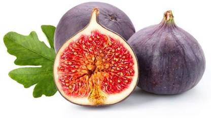 CARIBBEAN PREMIUM HYBRID FIG ANJEER Seed Price in India - Buy CARIBBEAN ...