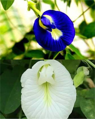 ARINURSERY Aparajitha, sangu poo, Clitoria ternatea Seed Price in India ...