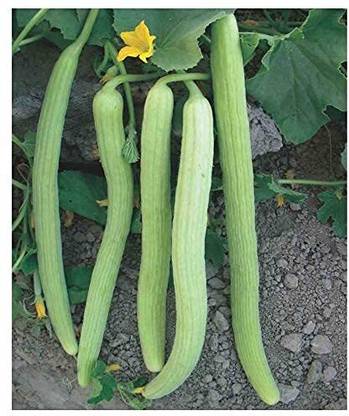 CEZIUS Armenian Pale Green Cucumber (TAR KAKRI/KAKDI) Seed Price in ...