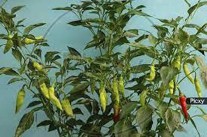 greenfarm chilli seed , mirchi seed cs16 Seed Price in India - Buy ...