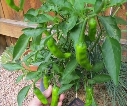 Seedsqlty Long chilli seeds hybrid high germination (50 seeds) Seed ...