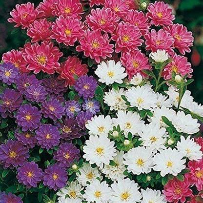 CYBEXIS Aster Dwarf Pinocchio Mix Seed Price in India - Buy CYBEXIS ...