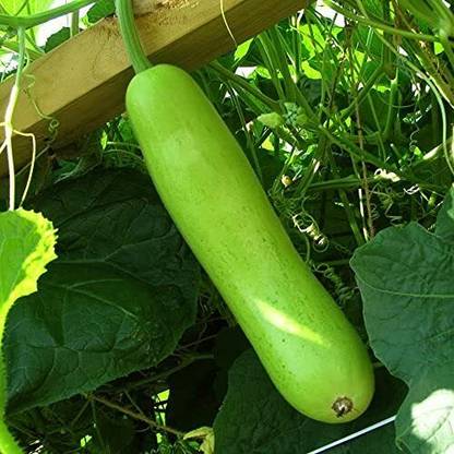 VibeX Summer Vegetable (Bottle Gourd Seed) Loki-(10 Gms, 50 Seeds) Seed ...
