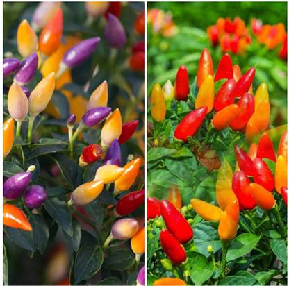 PMA Mix Chilli Seed, Ch -55 , Chilli Seed For Gardening & Farming Seed ...