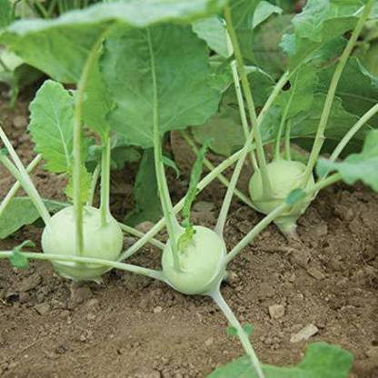 KANAYA Knol Khol Vegetable Fresh Hybrid Seed Price in India - Buy ...