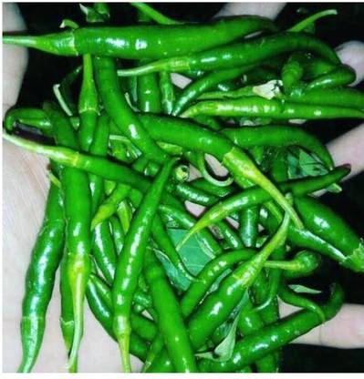greenfarm NXC- Chilli Seeds / Mirchi Seeds / Organic, 320 X Seeds ...