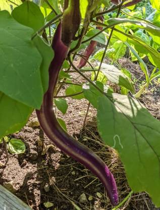 Caliber Chinese String Eggplant Seed Price in India - Buy Caliber ...