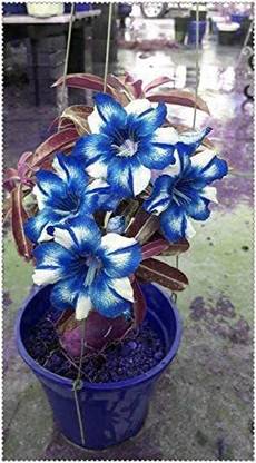 VibeX ® RXI-267 Blue White Adenium obesum Desert Rose Seeds Seed Price ...