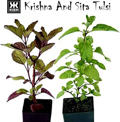 KUSH Krishna & Sita Tulsi Seeds Seed Price in India - Buy KUSH Krishna ...