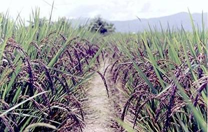 seedagro Kala namak Dhan seeds!! Black rice paddy seeds 2kg Seed Price ...