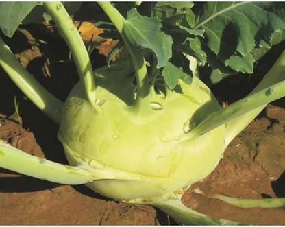 KANAYA Hybrid Knol Khol F1 Hybrid Vegetable Seed Price in India - Buy ...