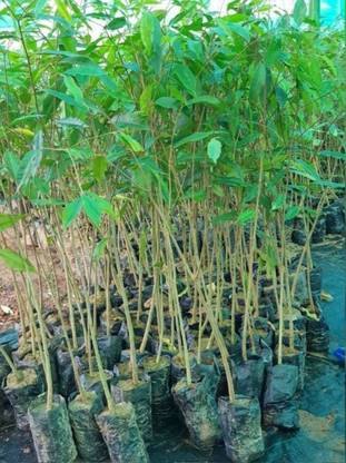 plantsworld Oodh, Oodh Aguru, Sanchi, Agor Gach (আগর গাছ) Tree Seed ...