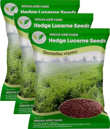 IAgriFarm Hedge Lucerne Seed Pack of - 3 kg - Velimasal / Desmanthus Fodder Seed Price in India ...