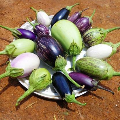 SREE Muktakeshi Brinjal Seed, 100% Organic Vegetable seed for Home ...