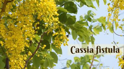 Green World Cassia Fistula / Amaltas Tree Seeds for Farming & Gardening 100 Seeds Seed Price in ...