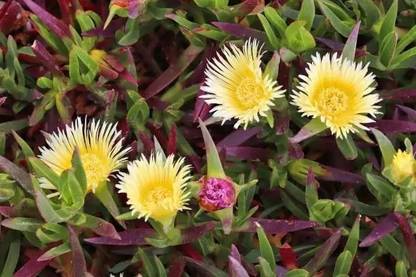 MAA Mesembryanthemum Seed Price in India - Buy MAA Mesembryanthemum ...