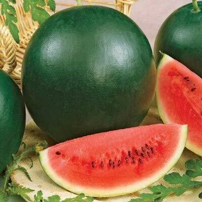 ENINE Simba Hybrid F1 Watermelon Tarbuj Outdoor Gardening 700 Seeds ...