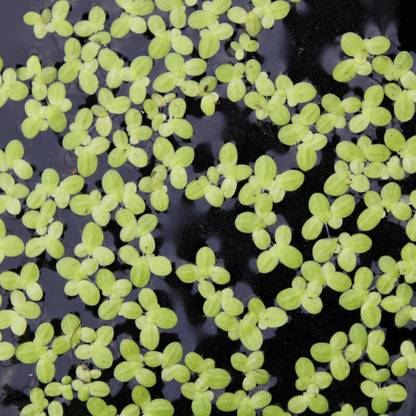 QHARVEST lemna minor Seed Price in India - Buy QHARVEST lemna minor ...