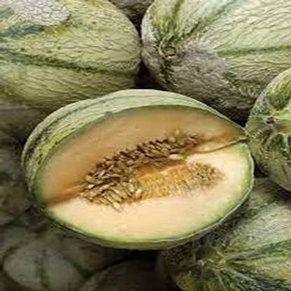Aro Muskmelon, Kharbuja Seed Price in India - Buy Aro Muskmelon ...