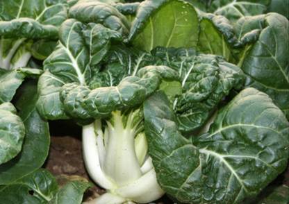 Atlus Dwarf Bok Choy " White Stem Pak Choi, Dwarf Pak Choy, Pok Choi ...