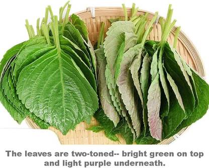 VibeX KGF -88 - Korean Shiso (Perilla) - (250 Seeds) Seed Price in ...