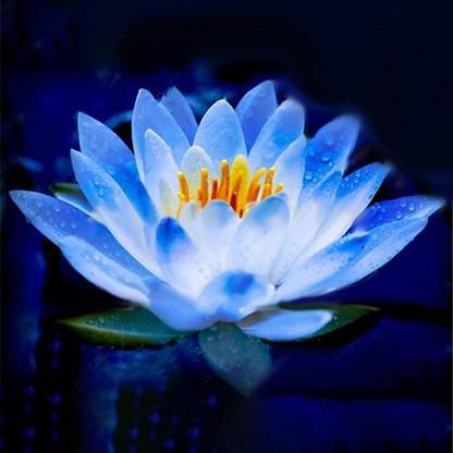 BALCONYPLANTX worlds rare LOTUS ( KAMAL ) flower Seed Price in India ...