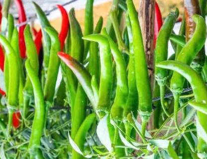 greenfarm NXC- Chilli Seeds / Mirchi Seeds /Best Quality, 380 X Seeds ...