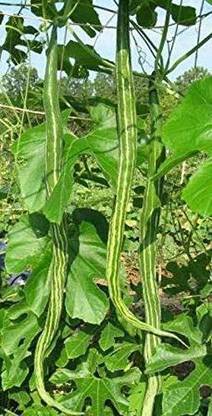 NOLVOX High Yield Rare Hybrid" Snake Gourd" Chachinda Pudalangai ...