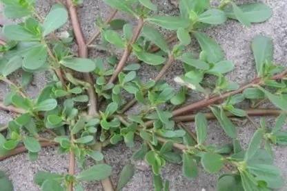 MAA Purslane, Kulfa Seed Price in India - Buy MAA Purslane, Kulfa Seed ...