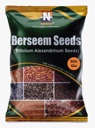 Numinous Berseem, Trifolium Alexandrinum, Egyptian clover, Multicut ...