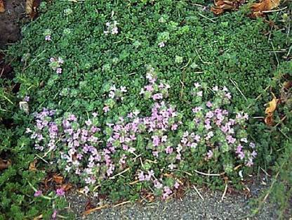 CYBEXIS HUA-14 - Elfin Thyme Plant - Thymus Minus - (450 Seeds) Seed ...