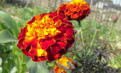 Organic Galaxy Fresh Genda Flower Hybrid Quality Seed Price in India ...