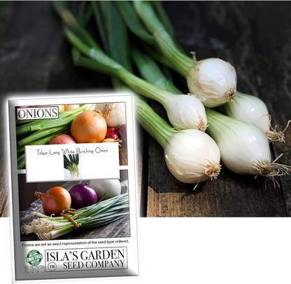 WILLVINE PUSA -IV Tokyo Long White Bunching Onion [10g] Seed Price in ...