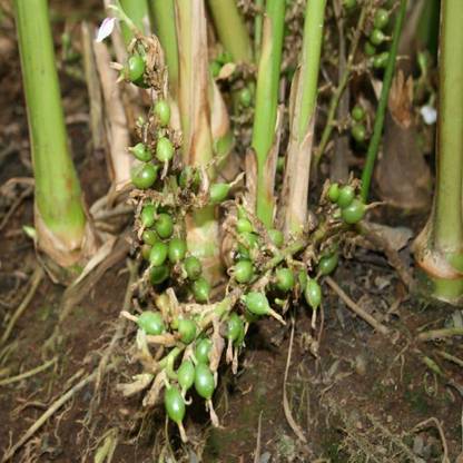 VibeX XLL-52 - Cardamom Elaichi Velchi - (540 Seeds) Seed Price in ...