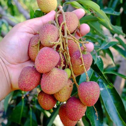 Aywal Litchi, Lichi, Lychee Seed Price in India - Buy Aywal Litchi ...