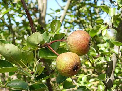 Kapebonavista Nashpati Plant Dwarf Pear Fruit Tree Nashpati Plant Seed ...