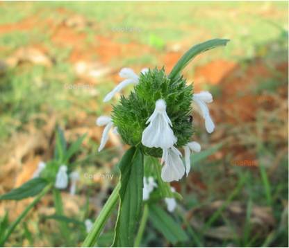 CHILLATAI Thumbe / Tumba / Leucas Aspera Medicinal Plant Seed Price in ...