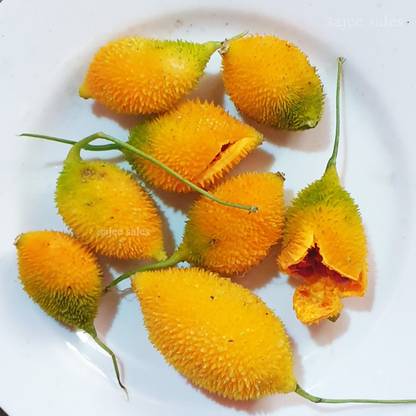 VibeX Summer Vegetable Kantola/Spiny Gourd[100 Gms, 500 Seeds] Seed ...