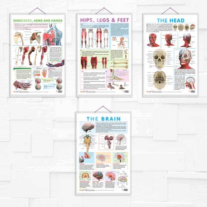 "SHOULDER, ARMS AND HANDS, HIPS, LEGS AND FEET, THE HEAD and THE BRAIN ...