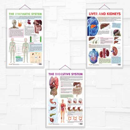 THE LYMPHATIC SYSTEM chart and LIVER AND KIDNEY chart and THE DIGESTIVE ...