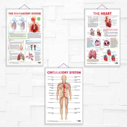 THE RESPIRATORY SYSTEM chart, THE HEART chart and THE CIRCULATORY ...