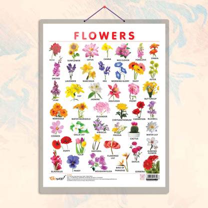 FLOWERS CHART HARD LAMINATED | Blossom Brilliance: Hard Laminated ...