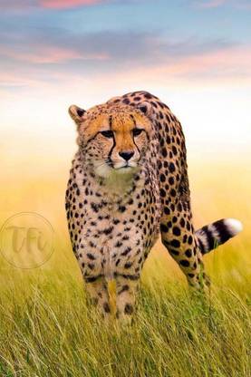 Wildlife Cheetah Poster | Jungle Cheetah Posters for Room | Unframed ...