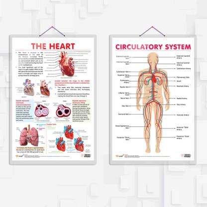 THE HEART chart and CIRCULATORY SYSTEM chart | combo of 2 Chart ...