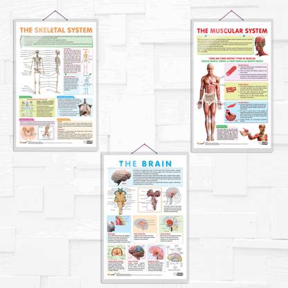 THE SKELETAL SYSTEM chart, THE MUSCULAR SYSTEM chart and THE BRAIN ...